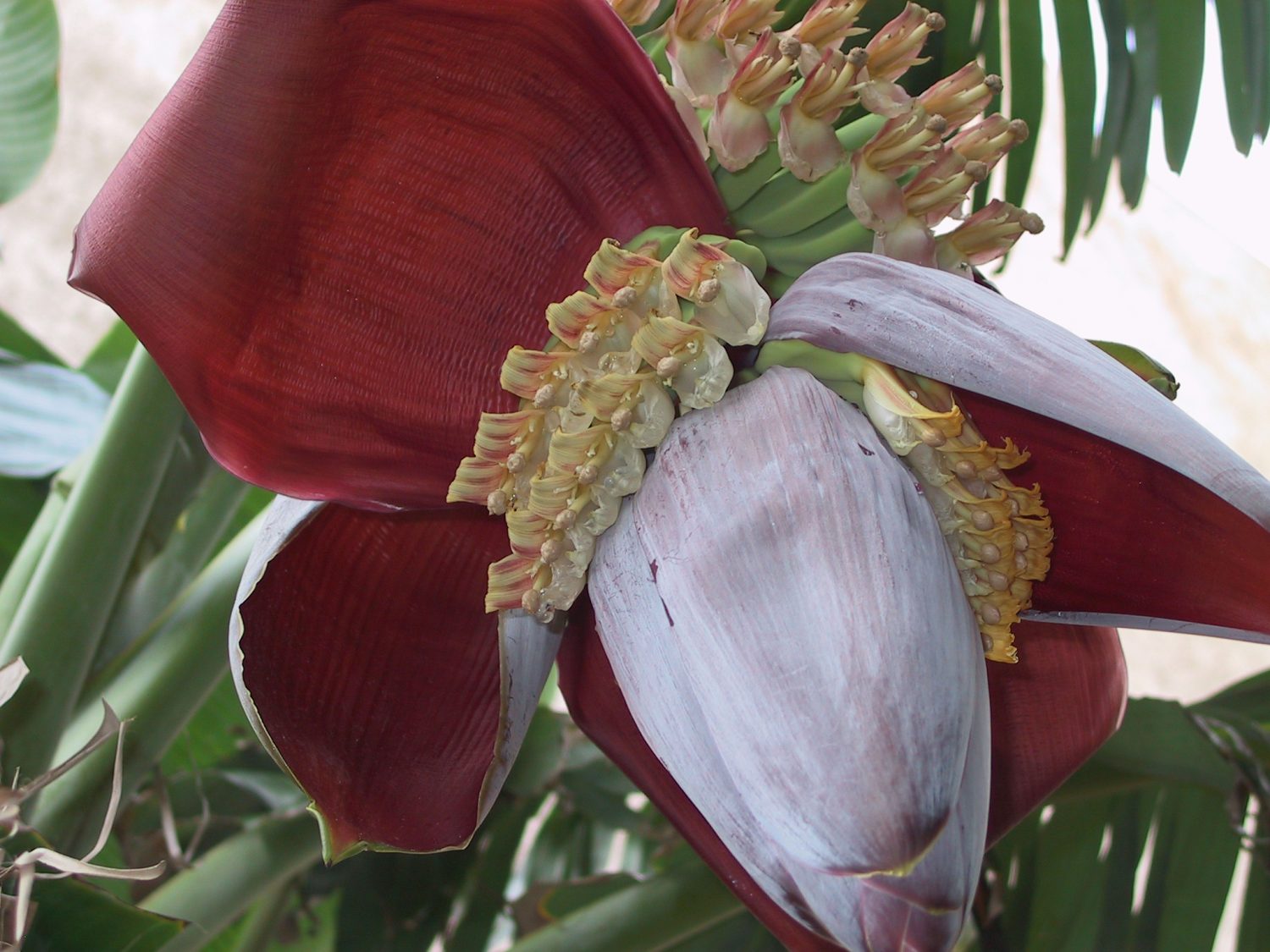 Musa Paradisiaca – Jardín Botánico Prof. Eugenio de Js. Marcano