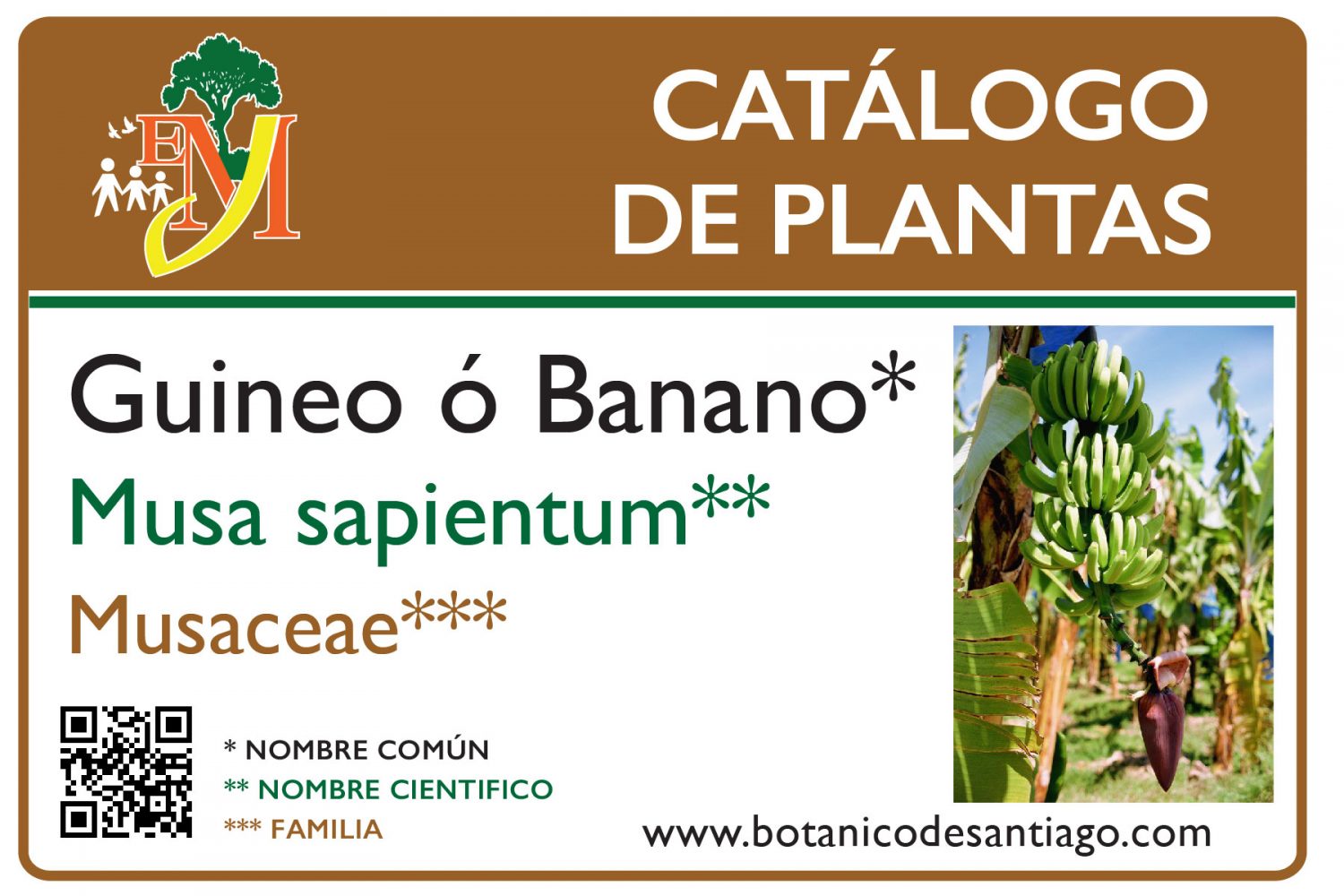 Musa Sapientum – Jardín Botánico Prof. Eugenio de Js. Marcano