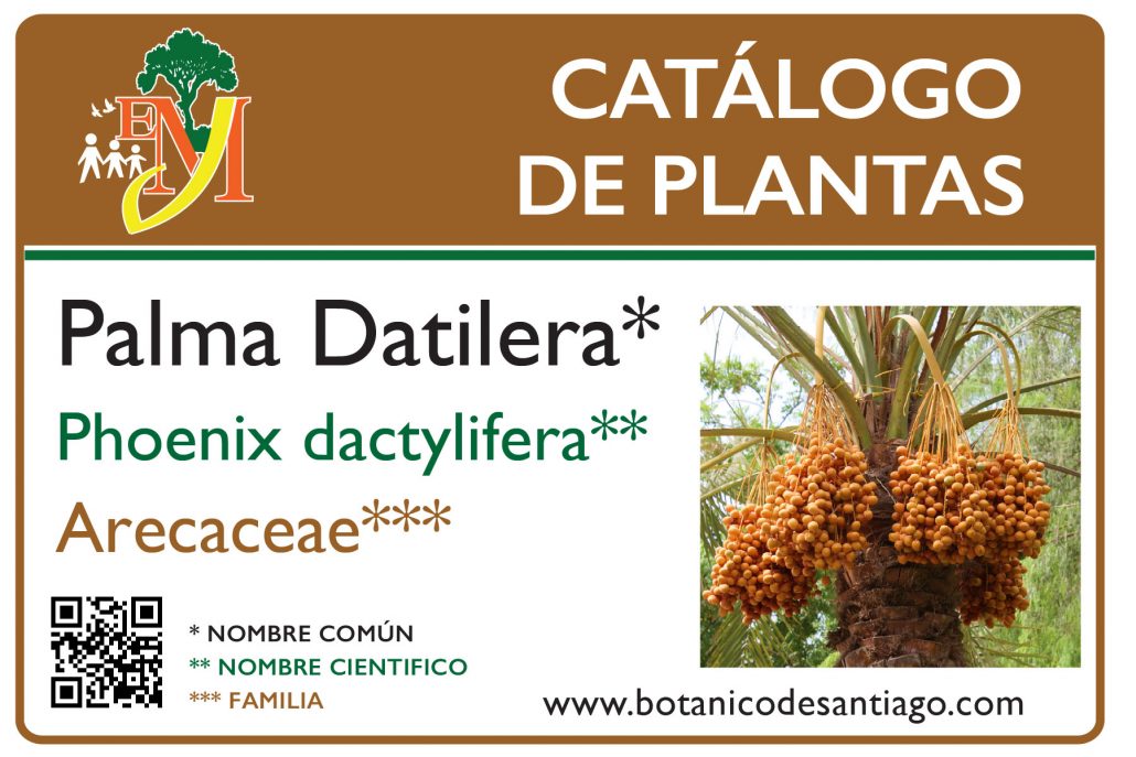 Phoenix Dactylifera – Jardín Botánico Prof. Eugenio de Js. Marcano