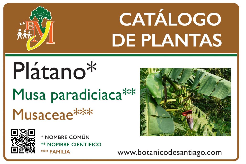 Musa Paradisiaca – Jardín Botánico Prof. Eugenio de Js. Marcano