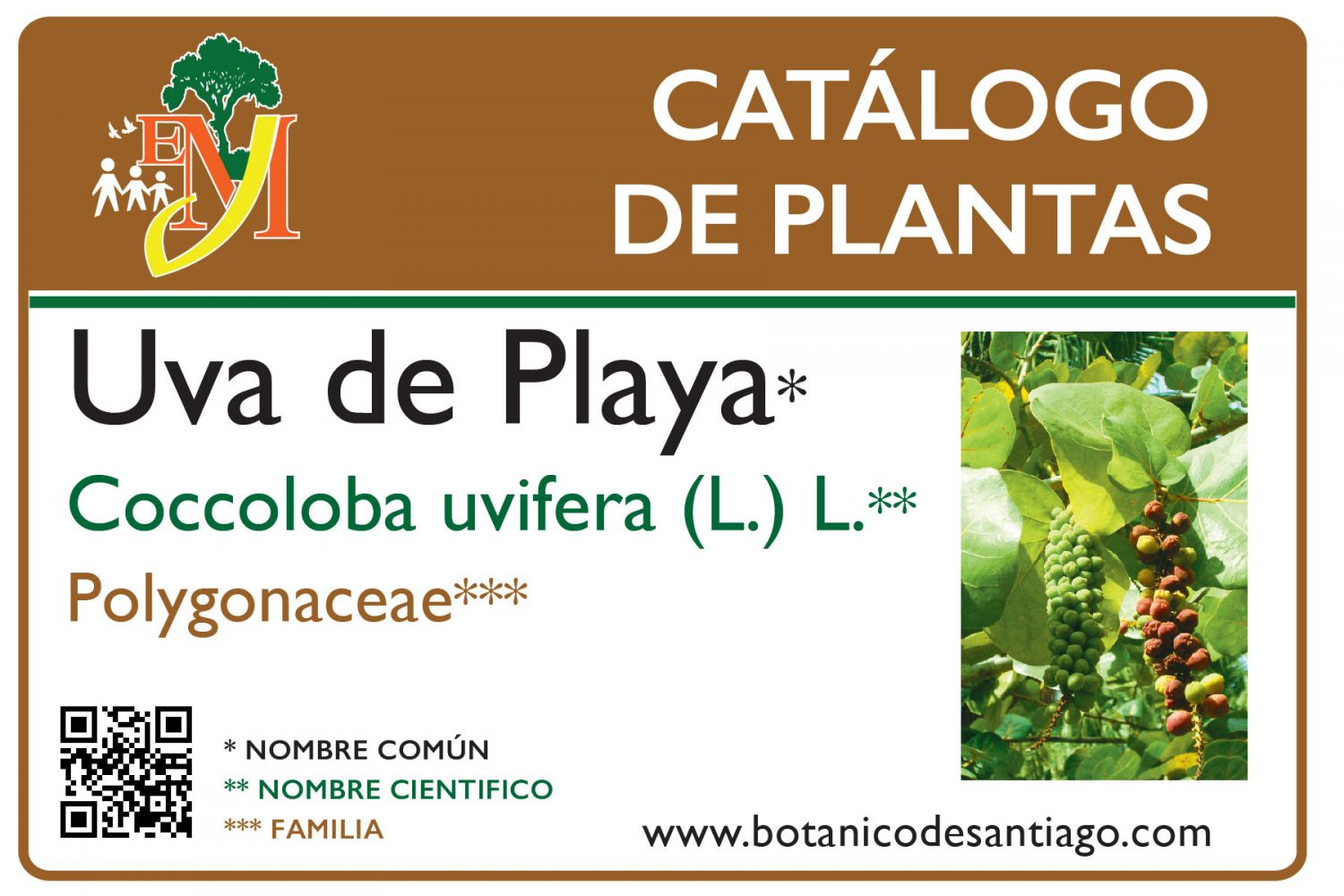 Cocoolova Uvifera – Jardín Botánico Prof. Eugenio de Js. Marcano