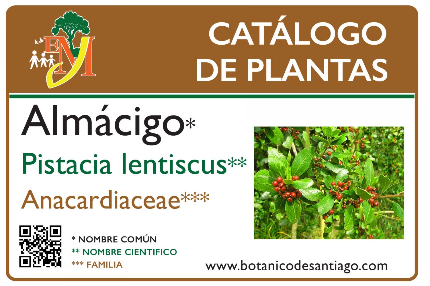 Bursera Simaruba – Jardín Botánico Prof. Eugenio de Js. Marcano