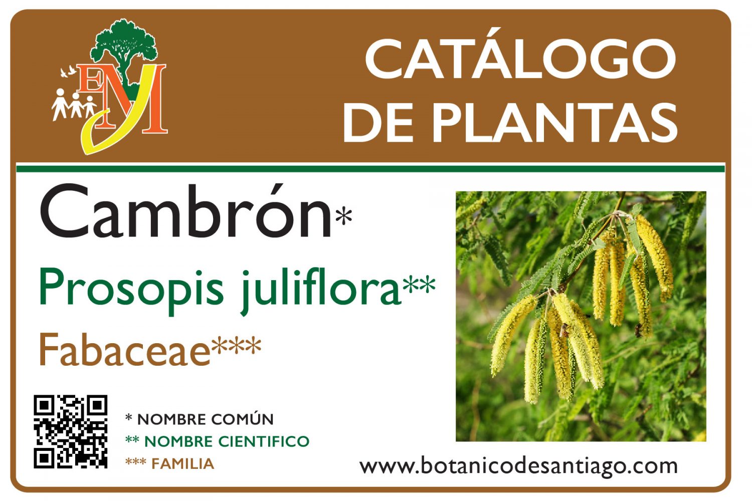 Prosopis Juliflora – Jardín Botánico Prof. Eugenio de Js. Marcano