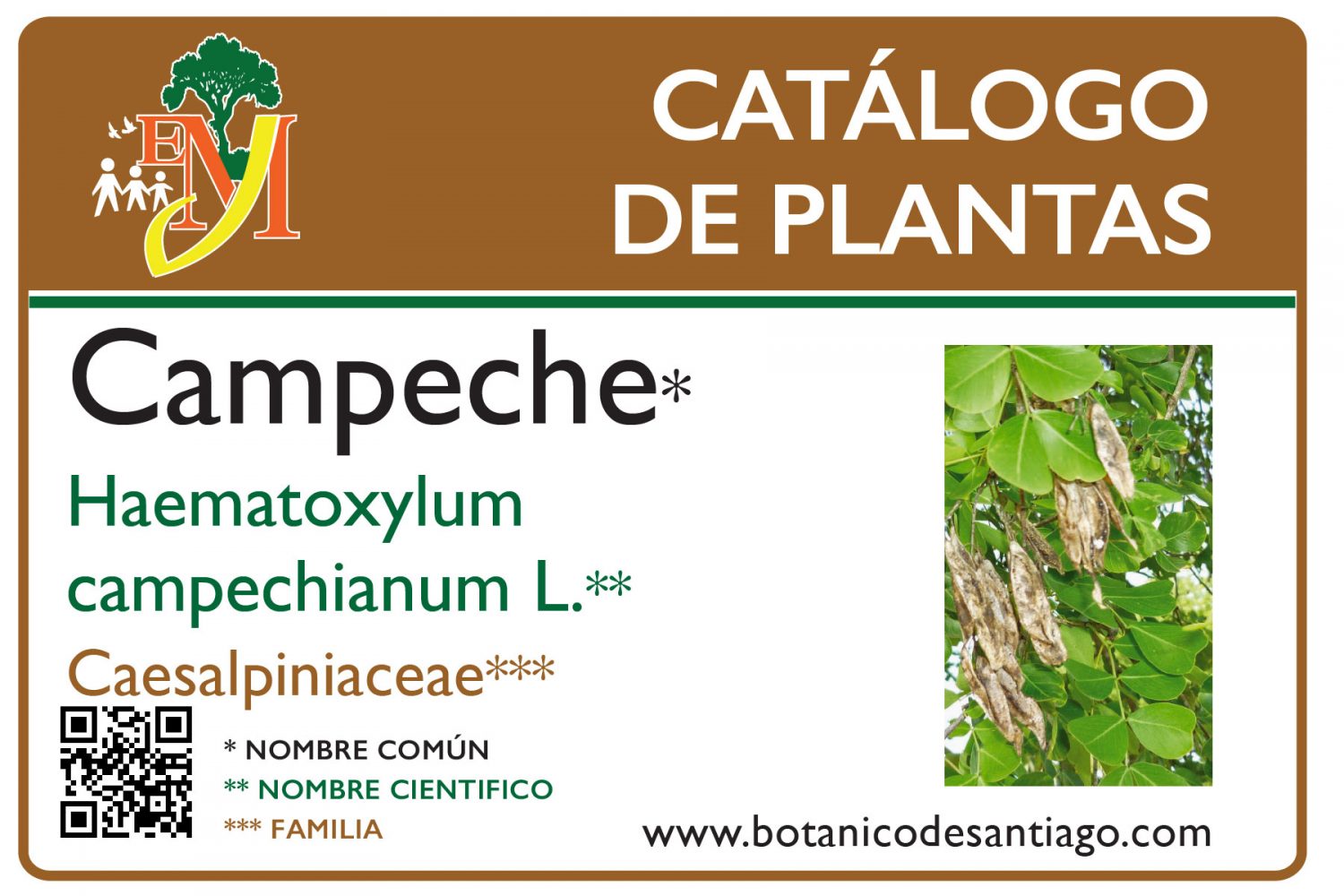 Haematoxylum Campechianum – Jardín Botánico Prof. Eugenio de Js. Marcano