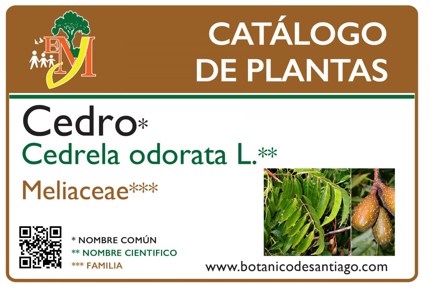 Cedrela Odorata – Jardín Botánico Prof. Eugenio de Js. Marcano