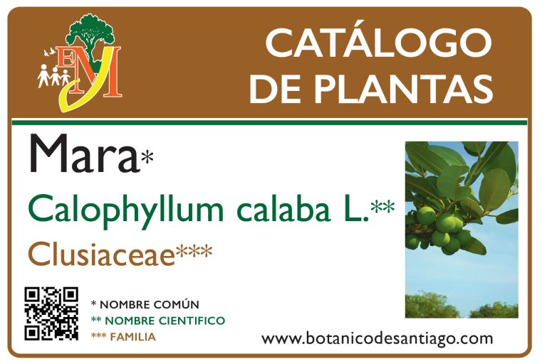 Calophyllum Calaba – Jardín Botánico Prof. Eugenio de Js. Marcano