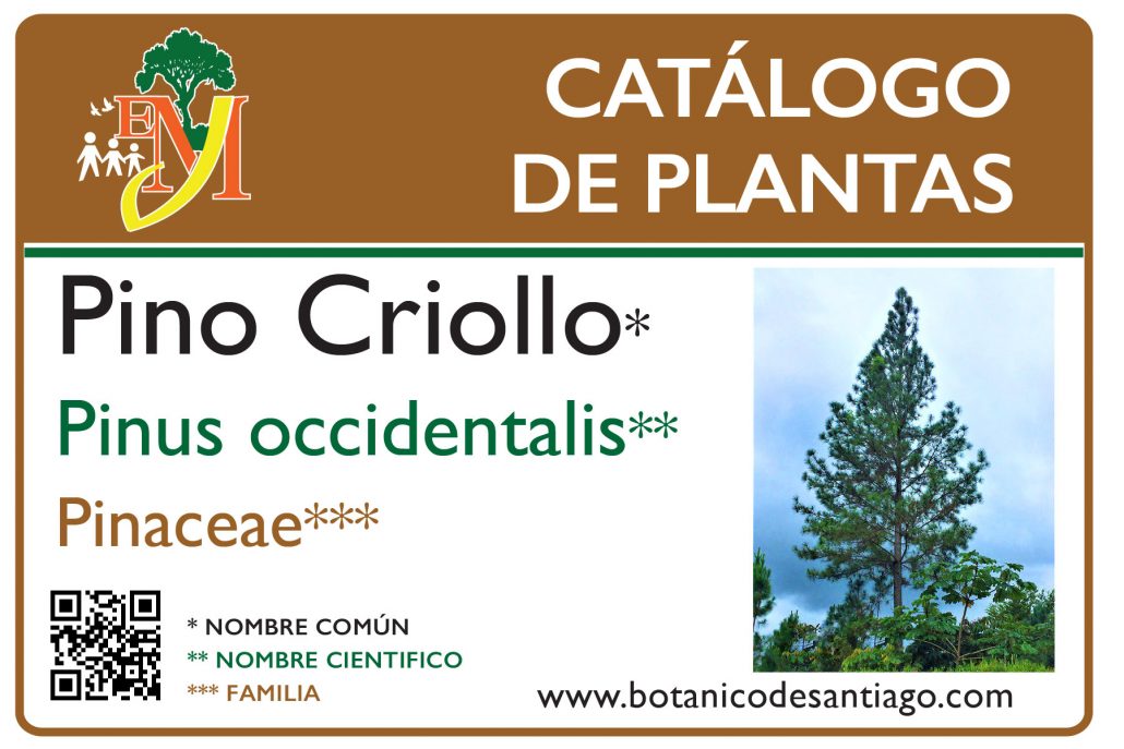 Pinus Occidentalis – Jardín Botánico Prof. Eugenio de Js. Marcano