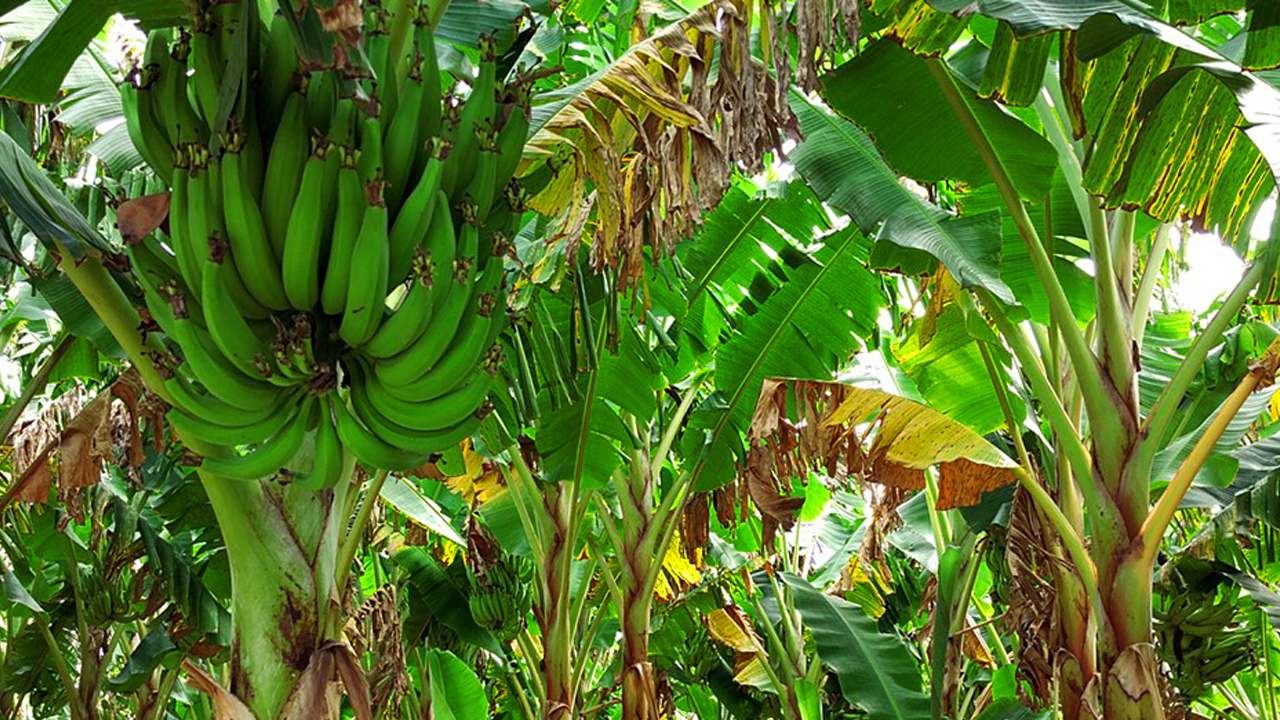 Las Áreas del Botánico – Jardín Botánico Prof. Eugenio de Js. Marcano