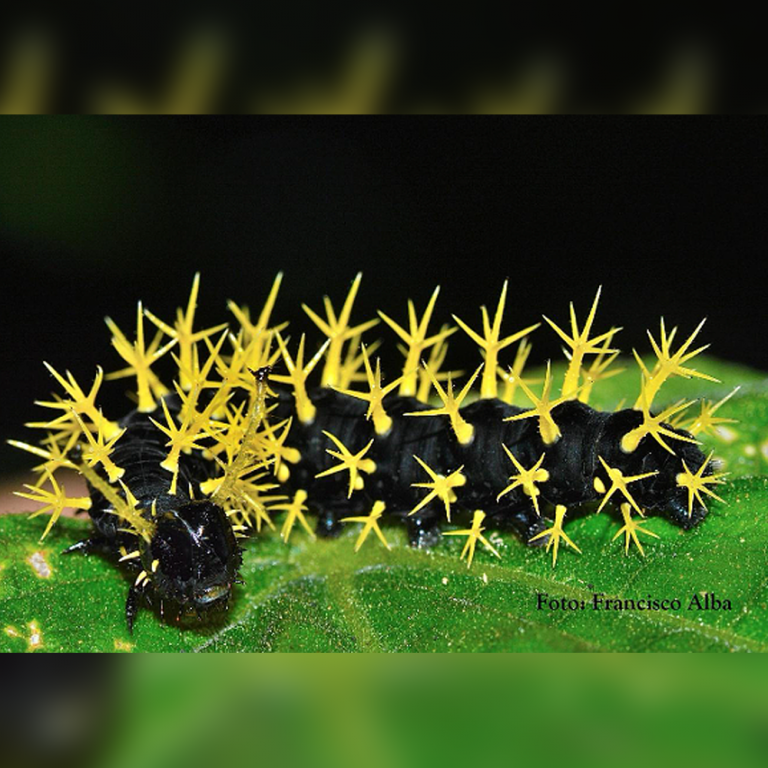 Mariposa del mes: SEPTIEMBRE 2022 – Jardín Botánico Prof. Eugenio de Js ... Mariposa del mes: SEPTIEMBRE 2022 – Jardín Botánico Prof. Eugenio de Js ...